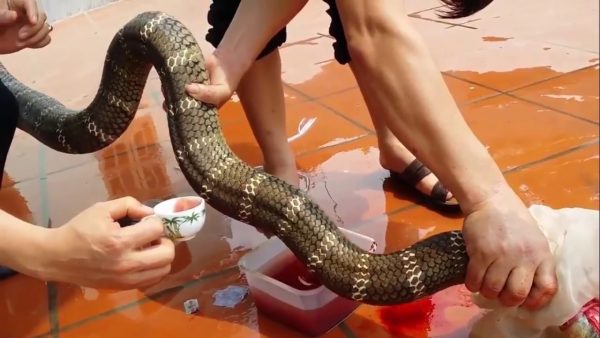 Tiết lộ cách ngâm rượu rắn Hổ Mang đúng chuẩn, an toàn cao - Gốm Đại Việt